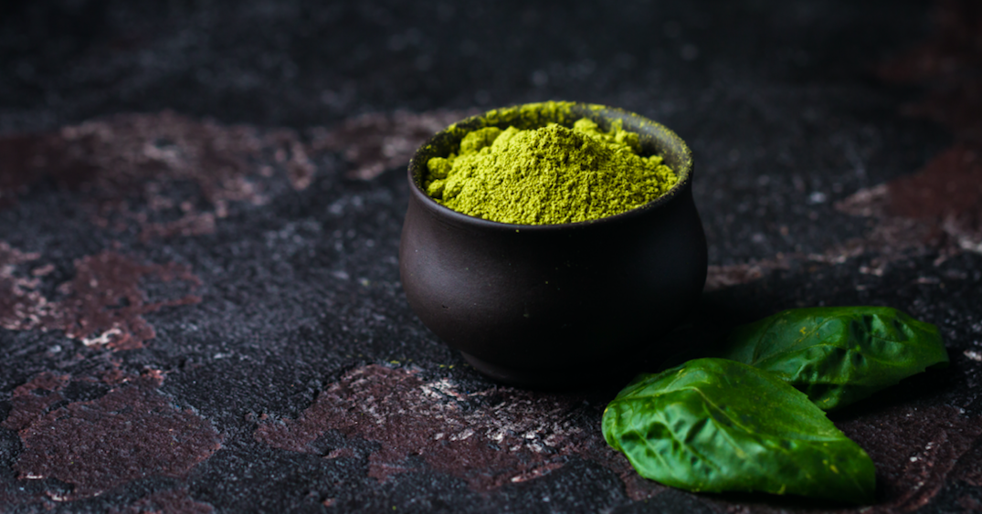 Matcha – The Magical Plant - TERRANOVA